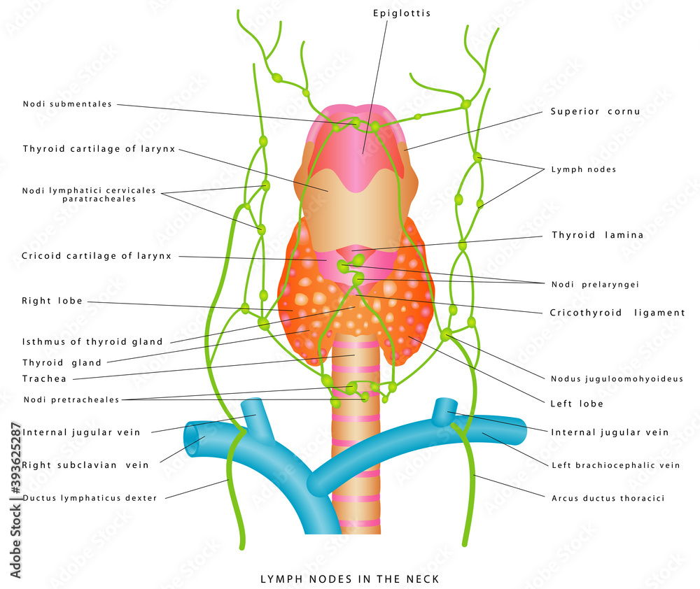 Vektorová grafika „Lymph nodes of the neck. Anterior Cervical Lymph ... Vektorová grafika „Lymph nodes of the neck. Anterior Cervical Lymph ...