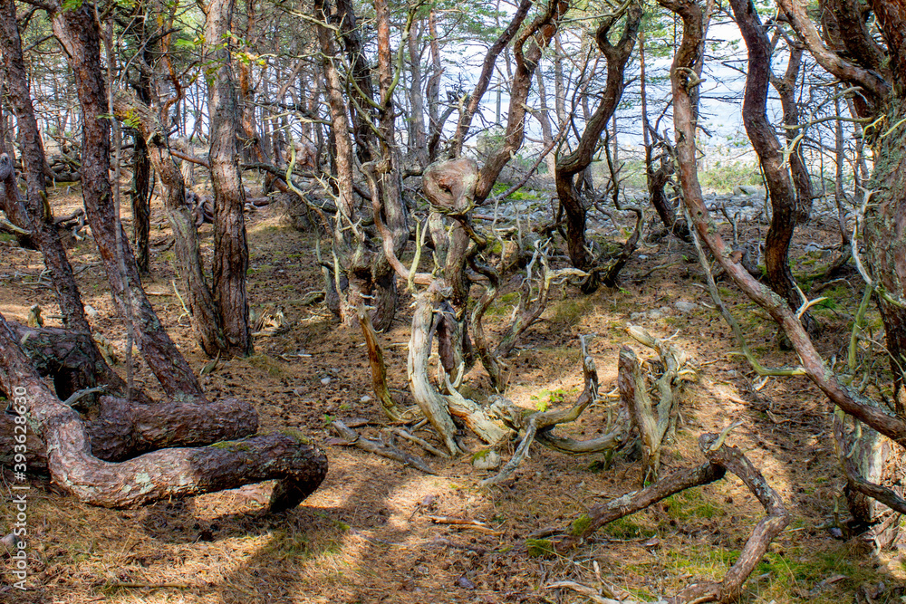 Trollskogen nature reserve on Oland, Sweden. Untouched pine forest in ...