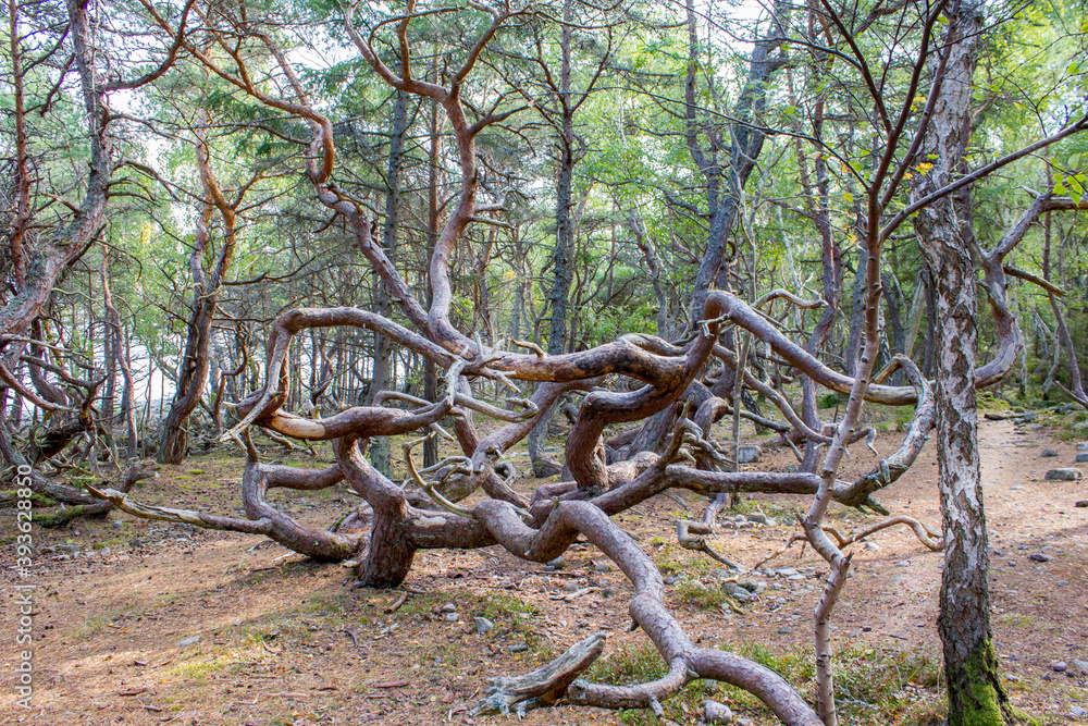 Trollskogen nature reserve on Oland, Sweden. Untouched pine forest in ...
