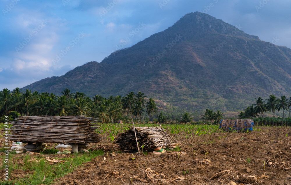 Wood storage in the forest Stock Photo | Adobe Stock