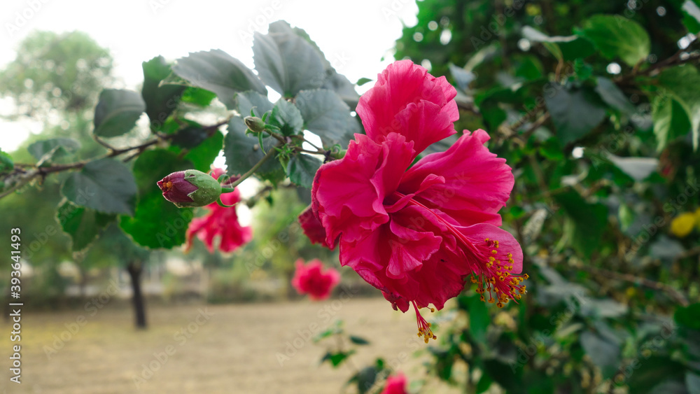 Pink Hibiscus flower flower known as gudhal flower in India. macro ...