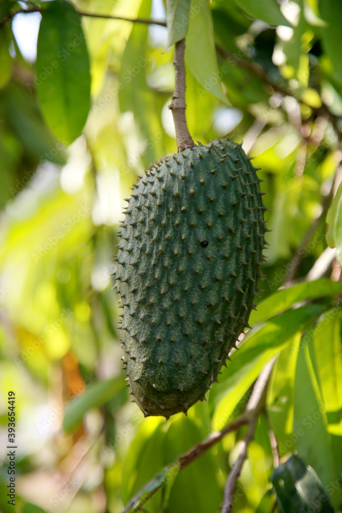 soursop plantation in the countryside in the rural area of Mata de Sao ...