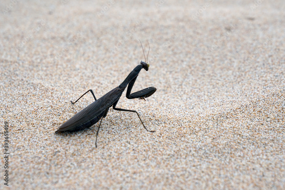beautiful black praying mantis on sandy surface Stock Photo | Adobe Stock