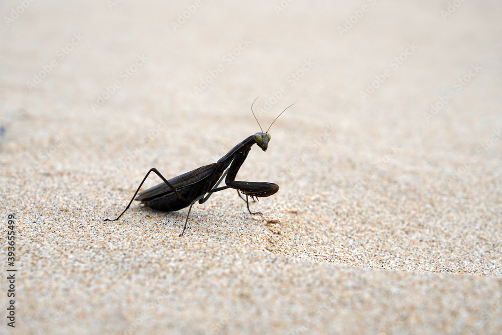 beautiful black praying mantis on sandy surface Stock Photo | Adobe Stock