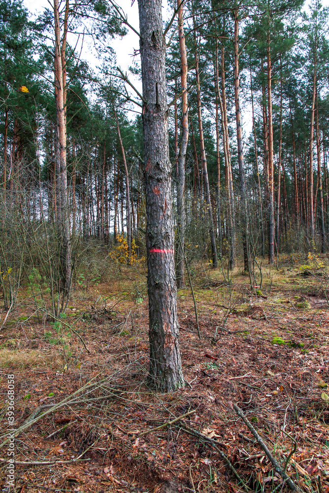 Red-marked diseased trees in the forest for cutting down. Harvesting of ...