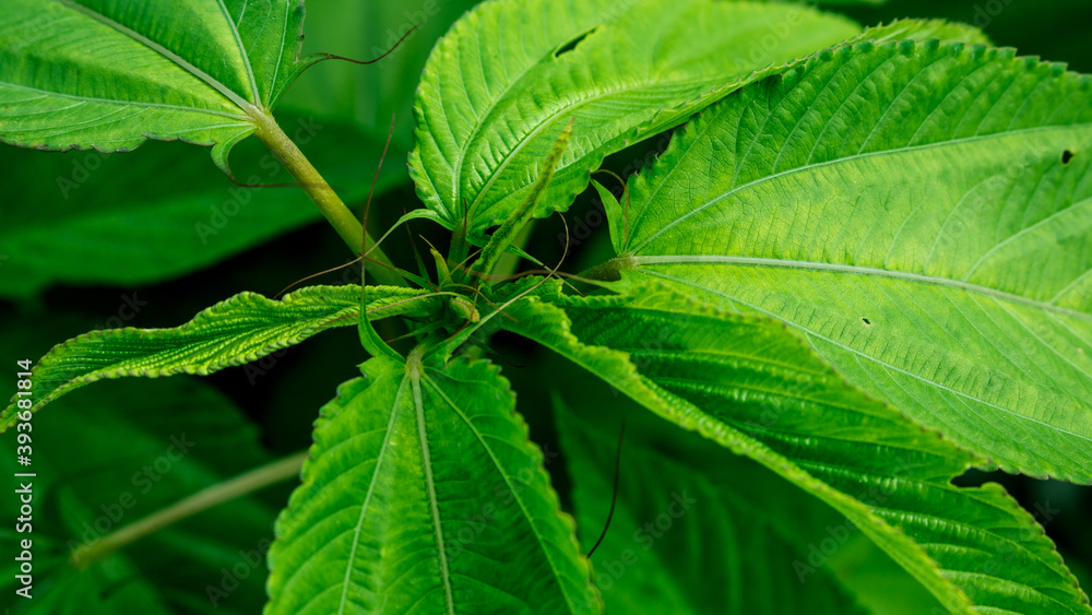 Jute leaves are also known as saluyot, ewedu or lalo, depending on the ...