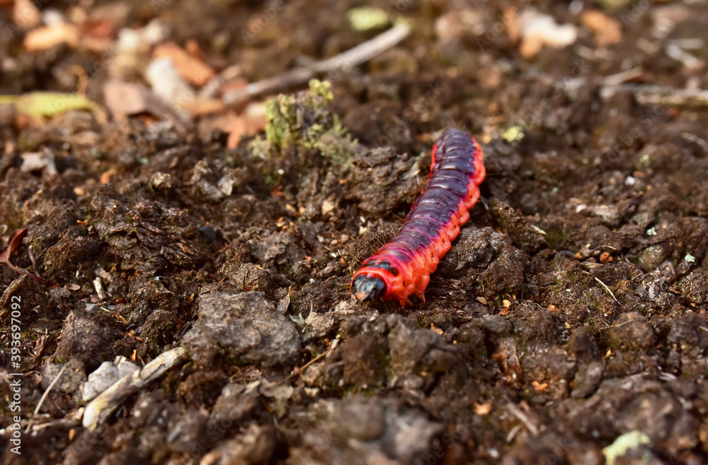 Worm is the large caterpillar. Red Mopane worms on ground. Big and long ...