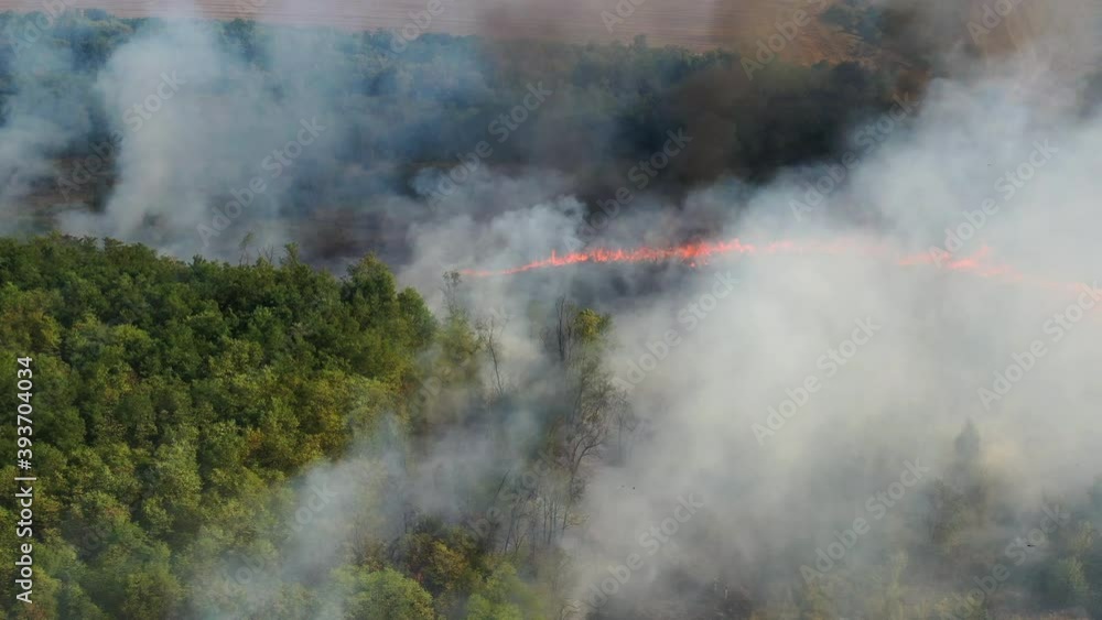 drone view, forest fire, tongues of red flame burn a green forest ...