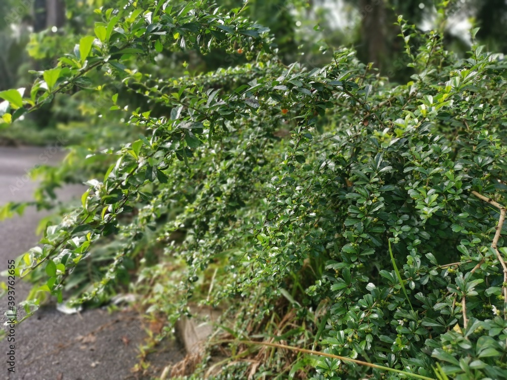murraya paniculata bushy plant growing in the wild Stock Photo | Adobe ...