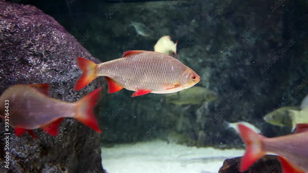Tropical fishes in big aquarium. Undersea world. Beautiful view Stock ...