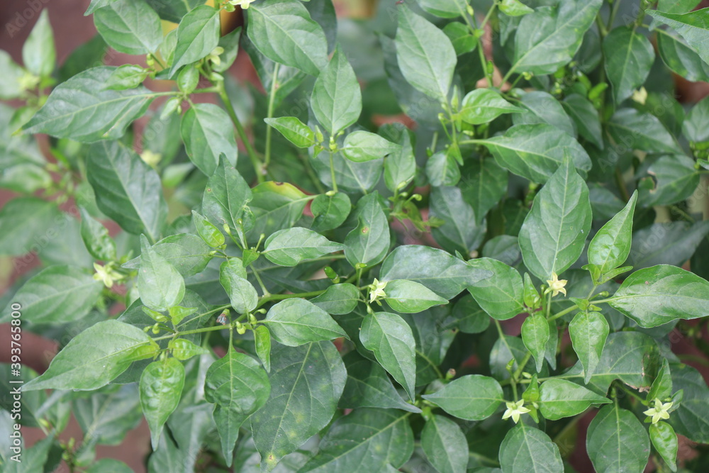 Bird eye chilli plant with flowers also called as bird chilli which is ...