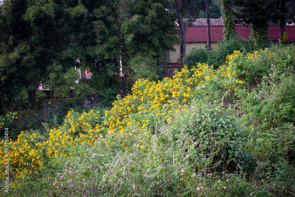 Beautiful view of the landscape with flowers and a resort in background ...