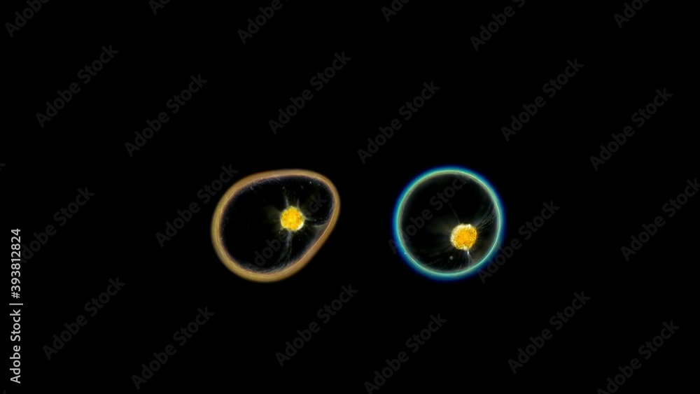 Algae Dinoflagellata Pyrocystis noctiluca under the microscope, Myzozoa ...