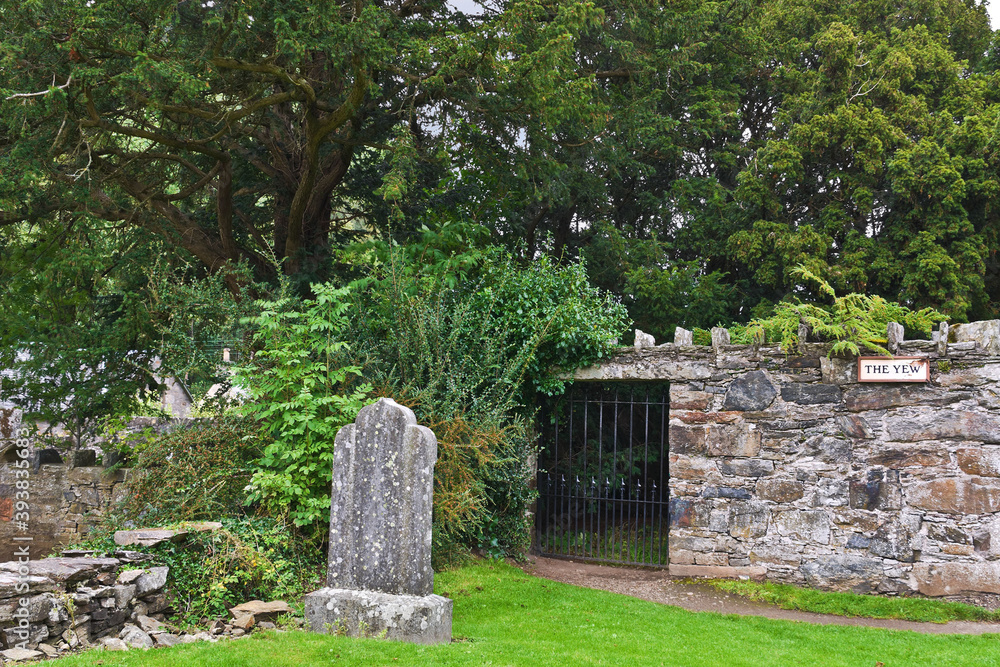 The Fortingall Yew, said to be at least 3,000 years old and the oldest ...