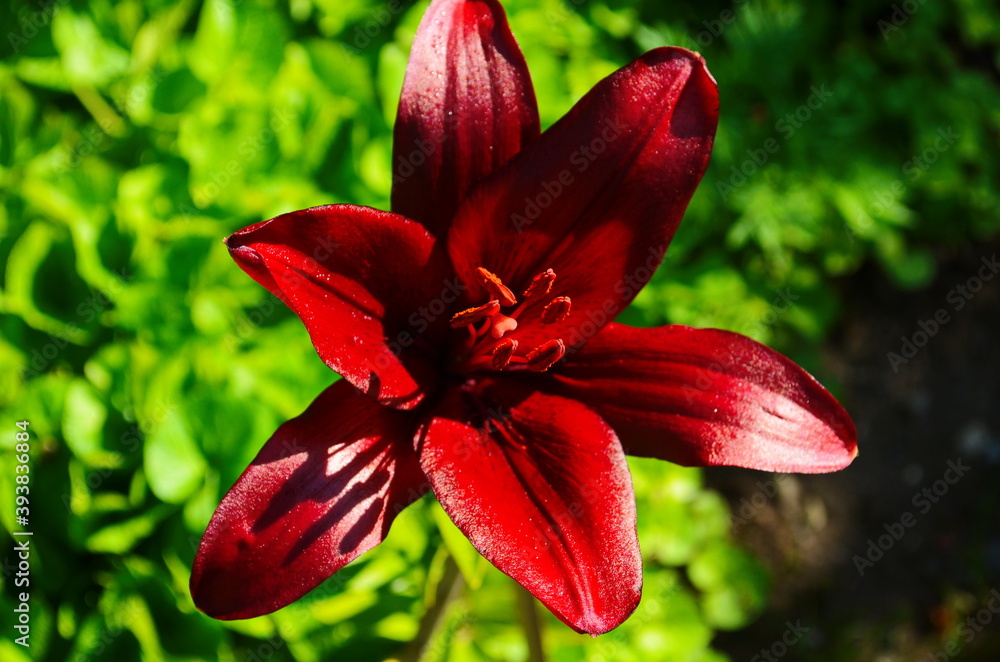 Beautiful Lily flower on green leaves background. Lilium flowers in the ...