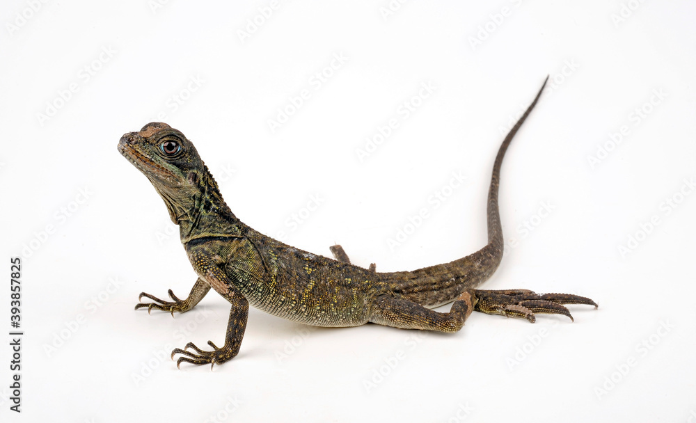 Foto de Weber's sailfin lizard // Molukkensegelechse, Webers Segelechse ...