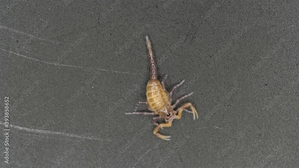 Newborn scorpion Lychas tricarinatus, family Buthidae, Distributed in ...