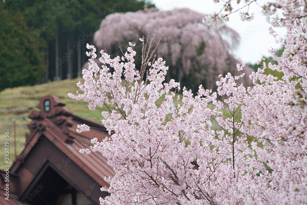 Yoshino cherry tree and thatched-roof old folk house, weeping cherry ...