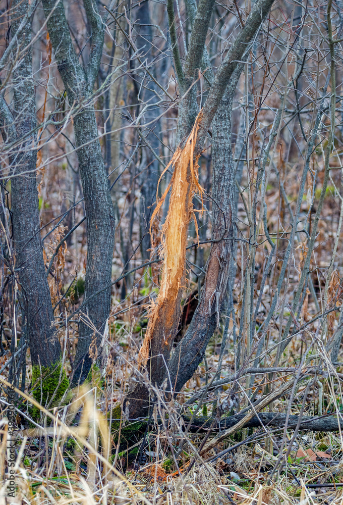 Fresh rub on a small tree from a White-tailed buck (Odocoileus ...