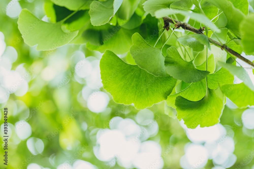 Close-up brightly wet green leaves of Ginkgo tree (Ginkgo biloba ...