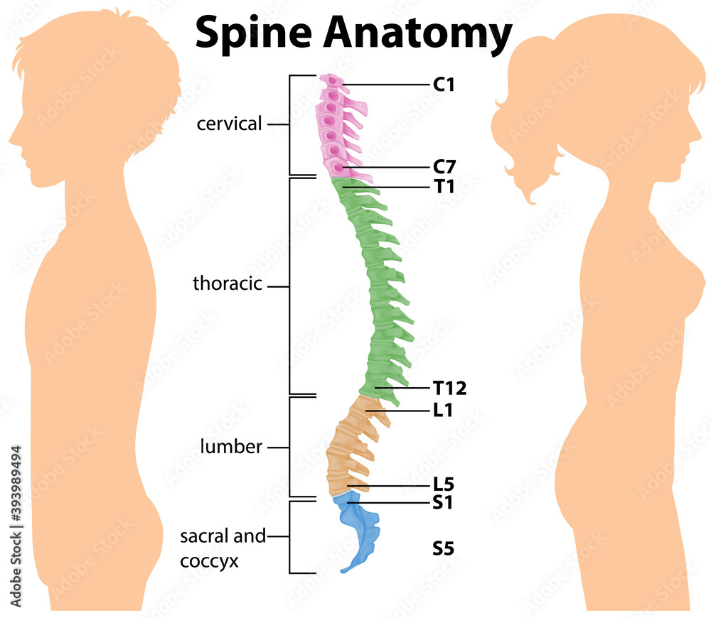 Anatomy of the spine or spinal curves infographic Stock Vector | Adobe ...
