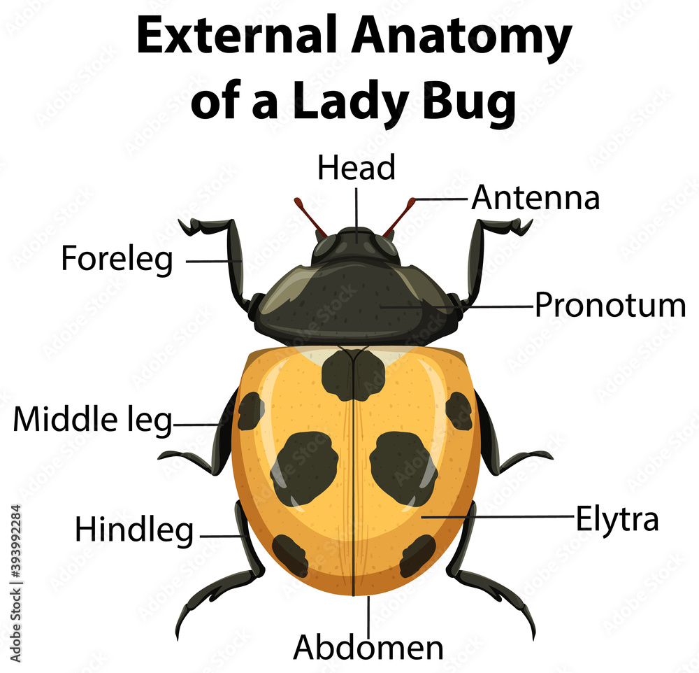 External Anatomy of a ladybug on white background Stock Vector | Adobe ...