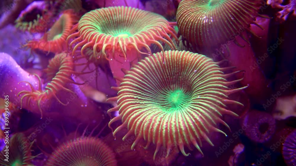 Colorful button corals swaying under the sea water, GREEN WHITE STRIPED ...
