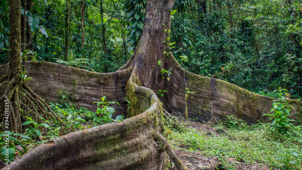 Racines d'acomat boucan au cœur de la forêt humide du nord de la ...