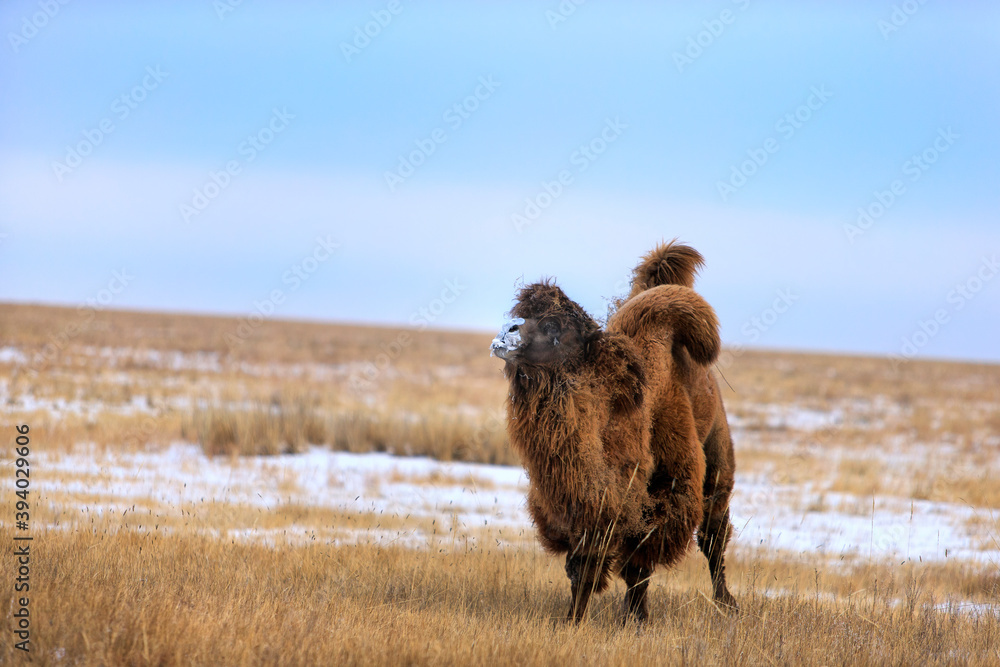 Poster The Bactrian camel, also known as the Mongolian camel, is a ...