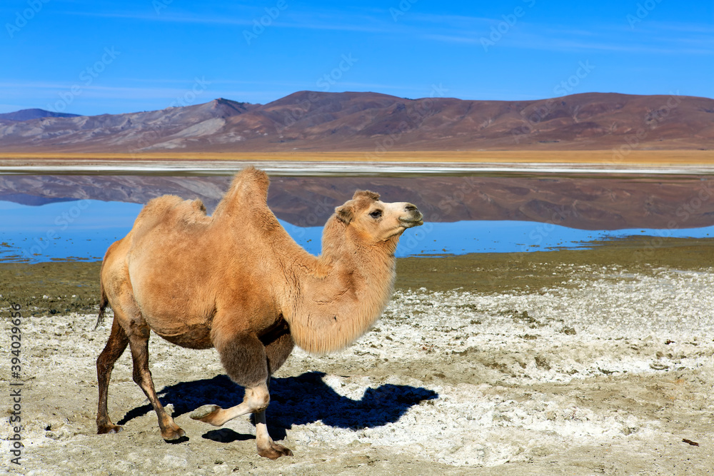 The Bactrian camel, also known as the Mongolian camel, is a large even ...