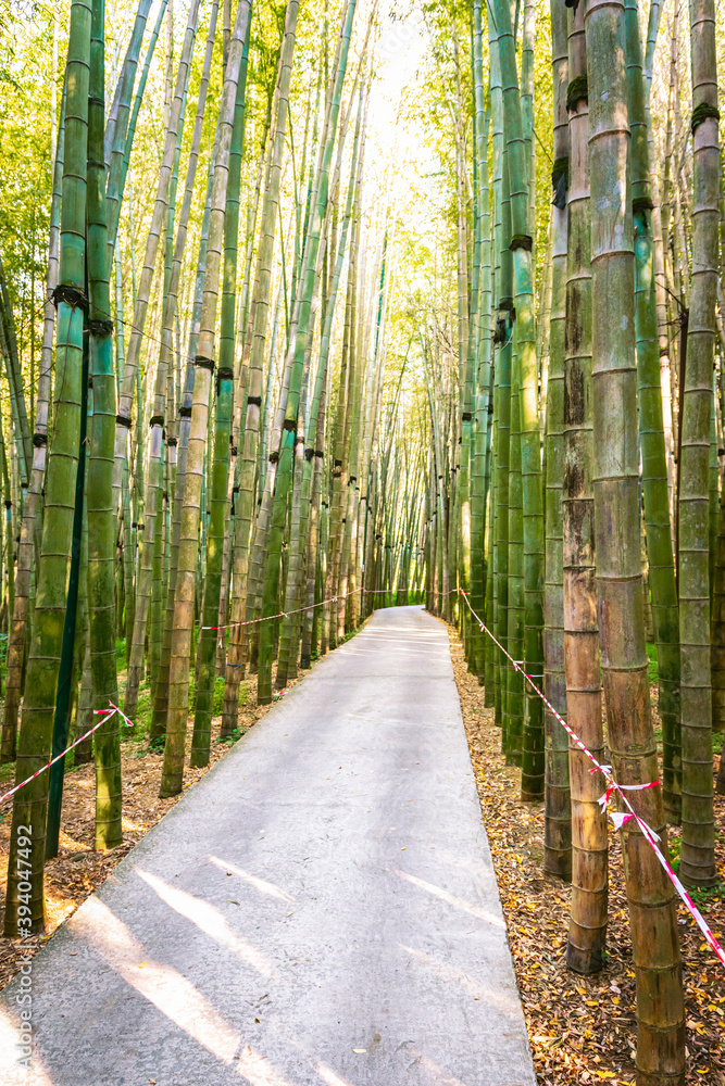 Asphalt pathway in bamboo tree forest in dendrological park in ...