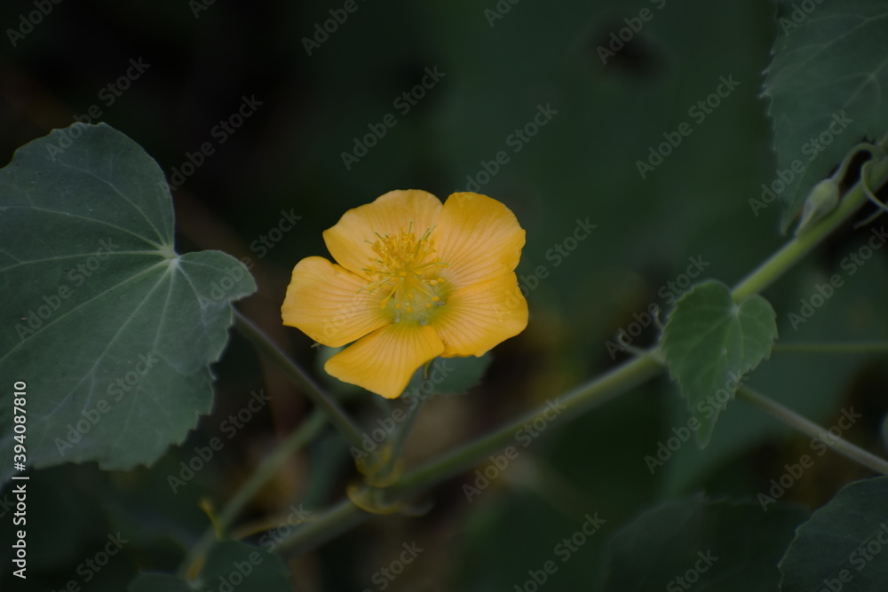 Chiness Bell Flower, Indian Mellow, Moon Flowe or Country mallow plant ...