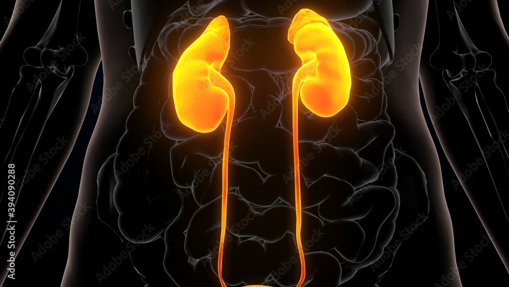 3d illustration of human urinary system kidneys anatomy Stock ...