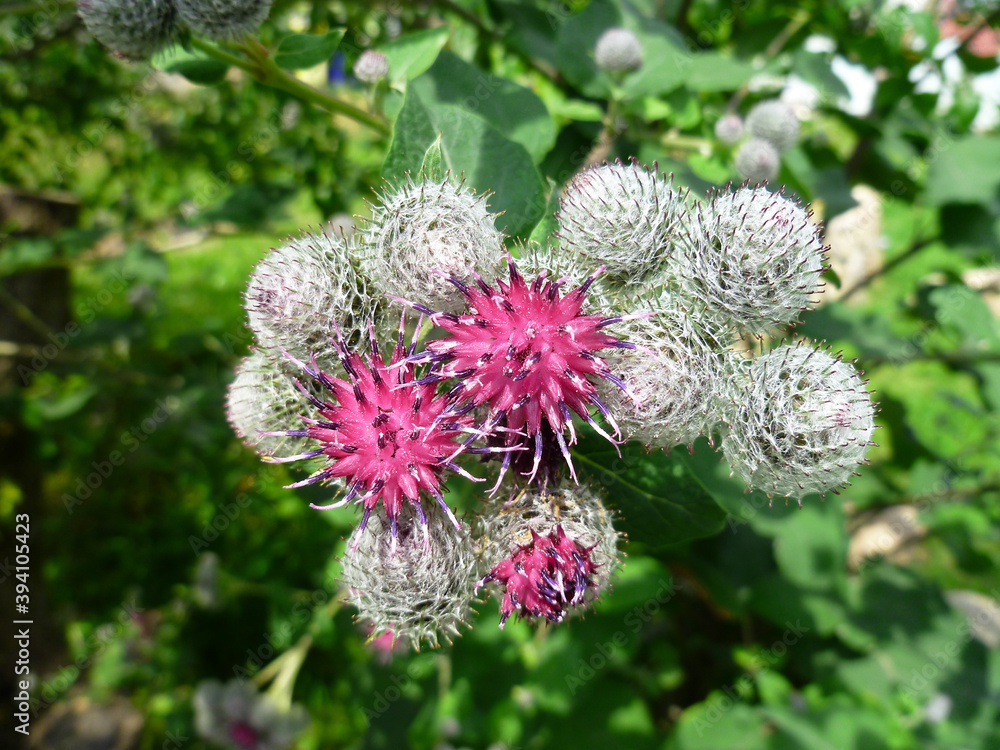 Burdock thorny purple flower, green buds and leaves in herbal garden ...