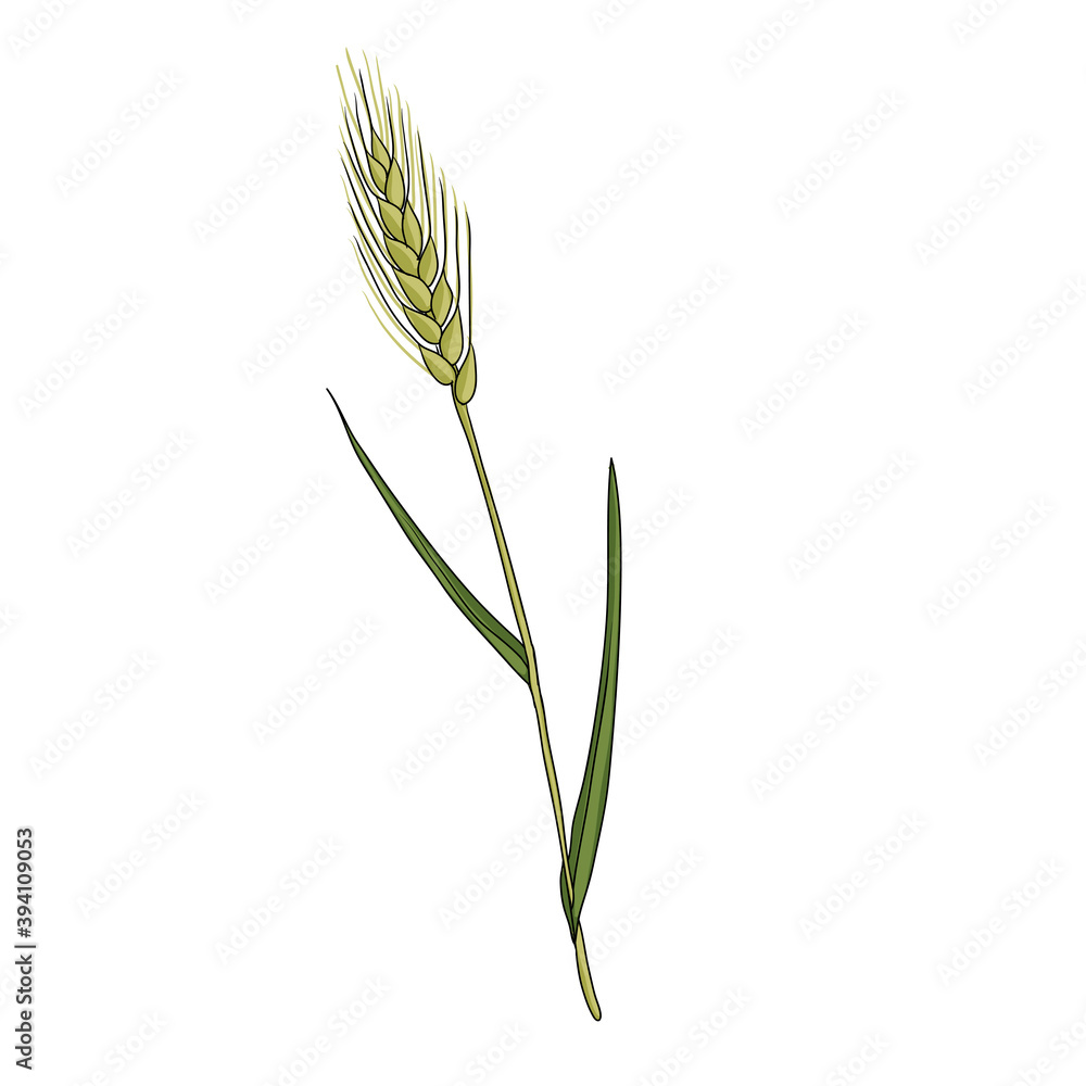 vector drawing wheatgrass Stock Vector | Adobe Stock