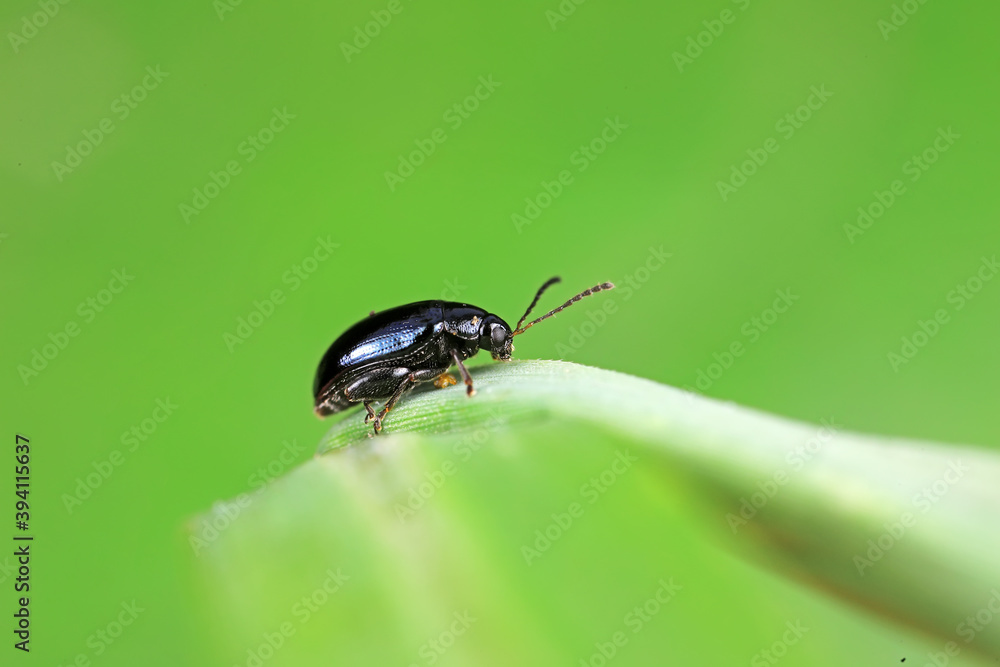 Flea beetles on wild plants, North China Stock Photo | Adobe Stock