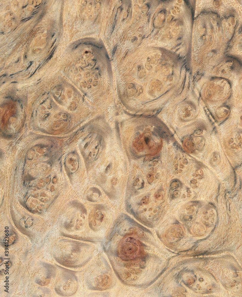 Macro photo of wood cross section Wood grain texture background Stock ...