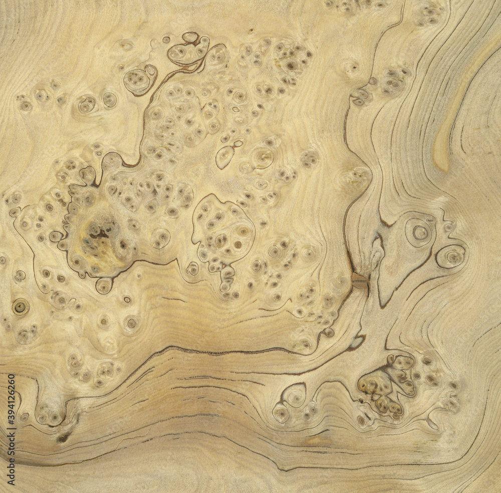 Macro photo of wood cross section Wood grain texture background Stock ...