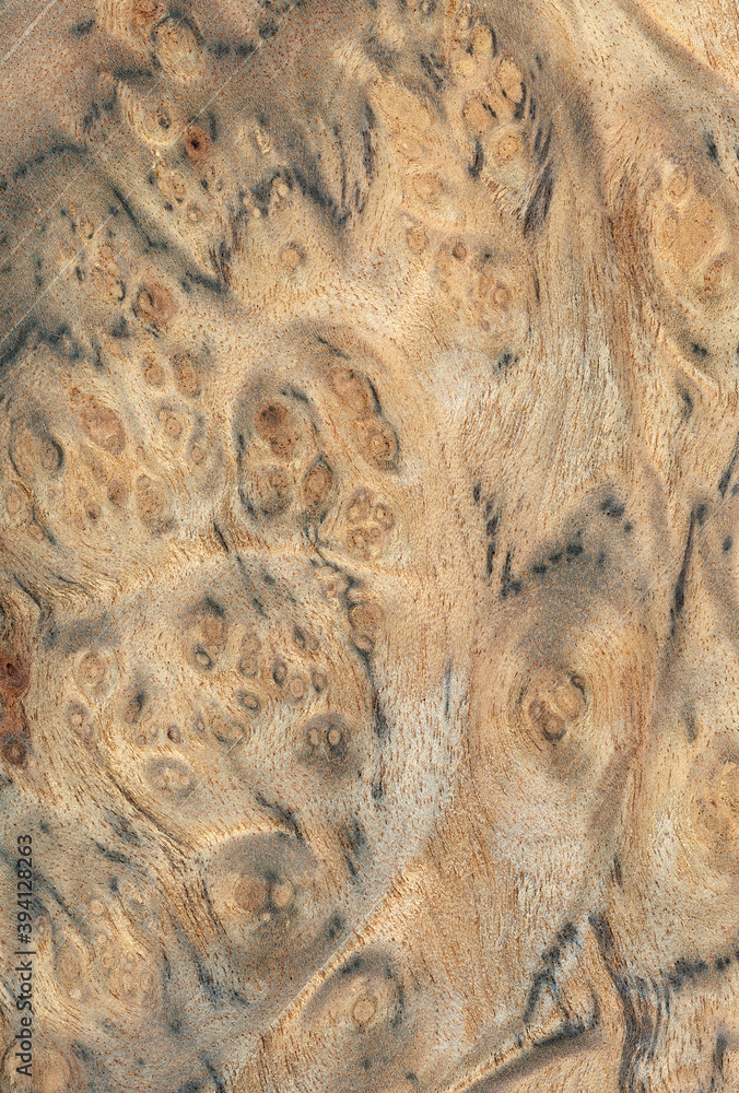 Macro photo of wood cross section Wood grain texture background Stock ...