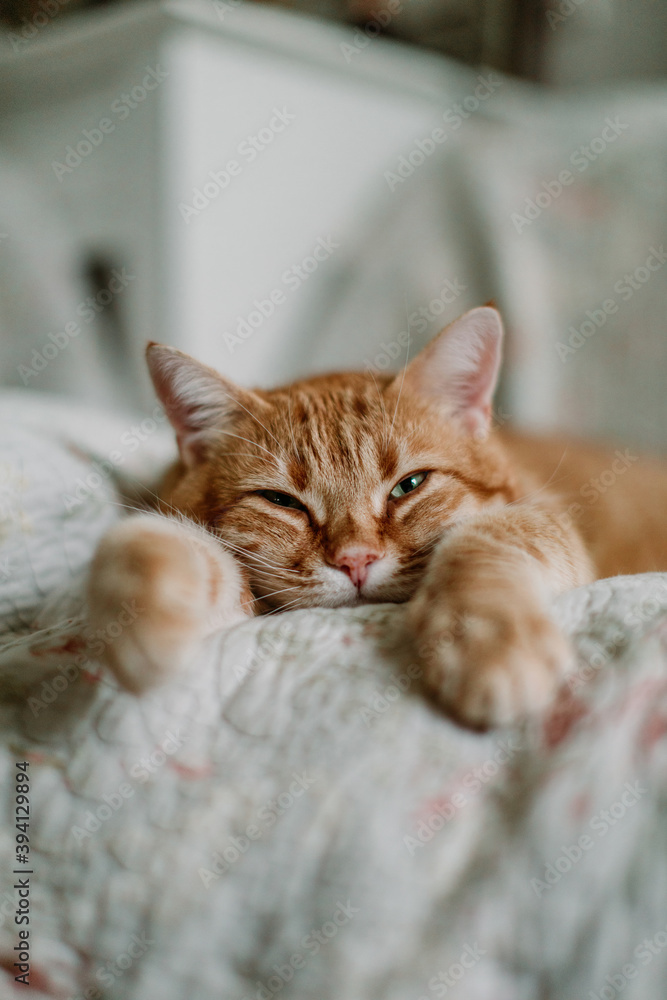 Lazy cat laying on the sofa looks at the camera with half closed eyes ...