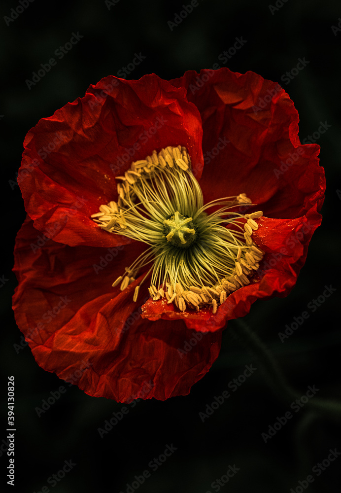 himalayan poppy Stock Photo | Adobe Stock