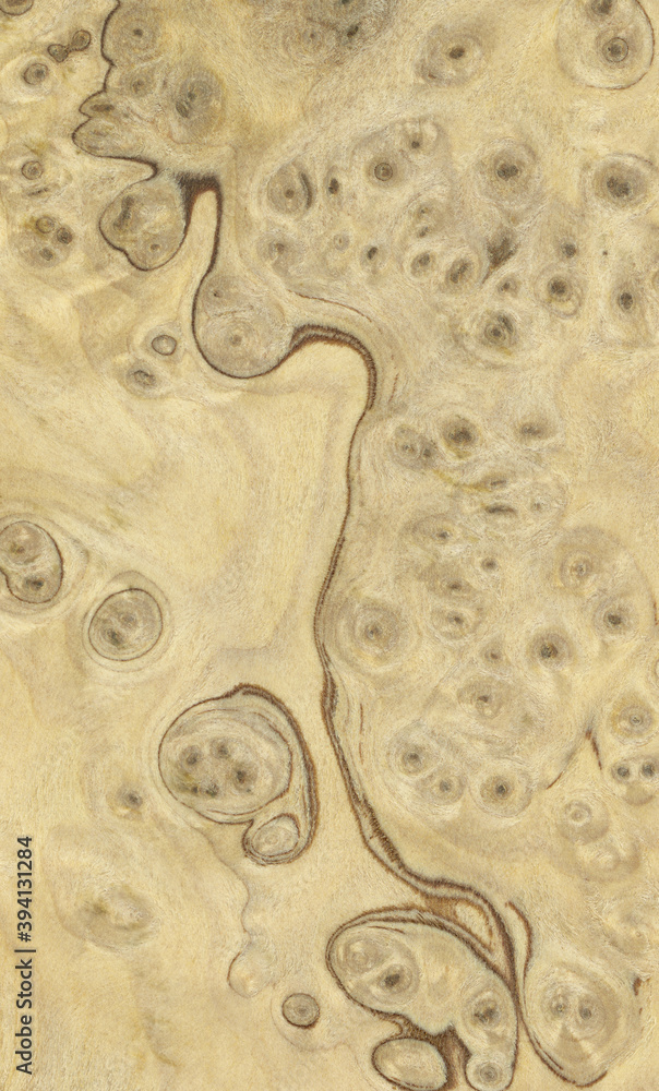 Macro photo of wood cross section Wood grain texture background Stock ...