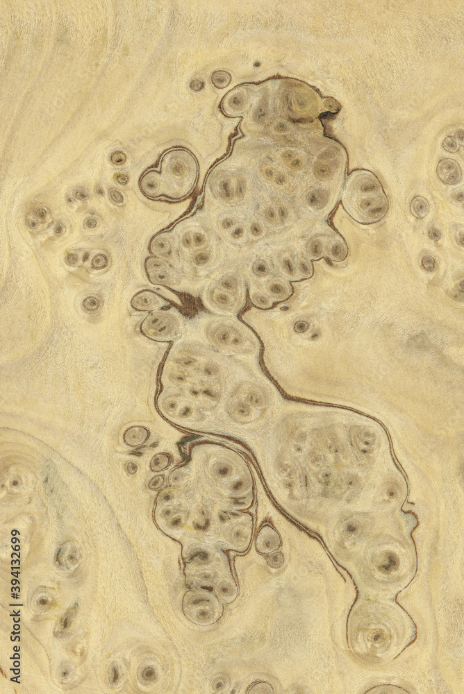 Macro photo of wood cross section Wood grain texture background Stock ...