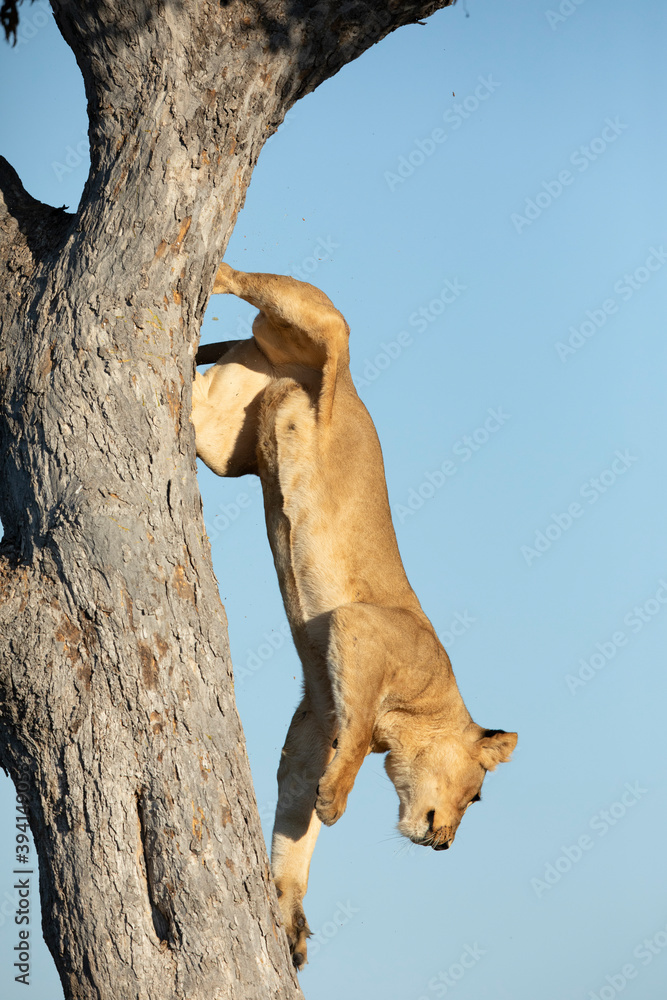 Lioness jumping off a tall tree in Savuti in Botswana Stock Photo ...