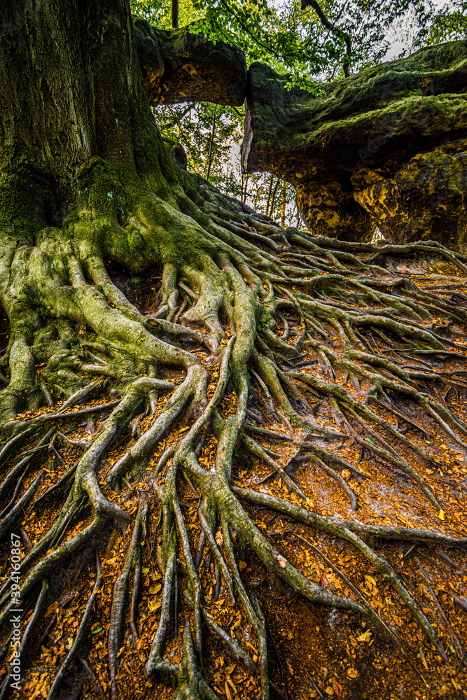 Switzerland National Tree