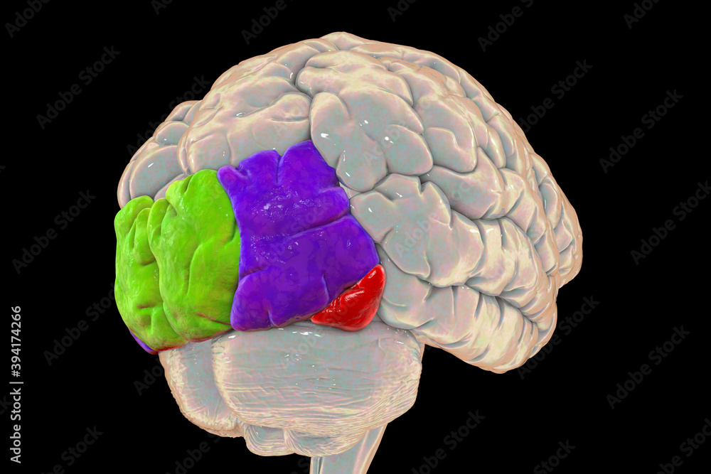 Human brain with highlighted occipital gyri Stock Illustration | Adobe ...