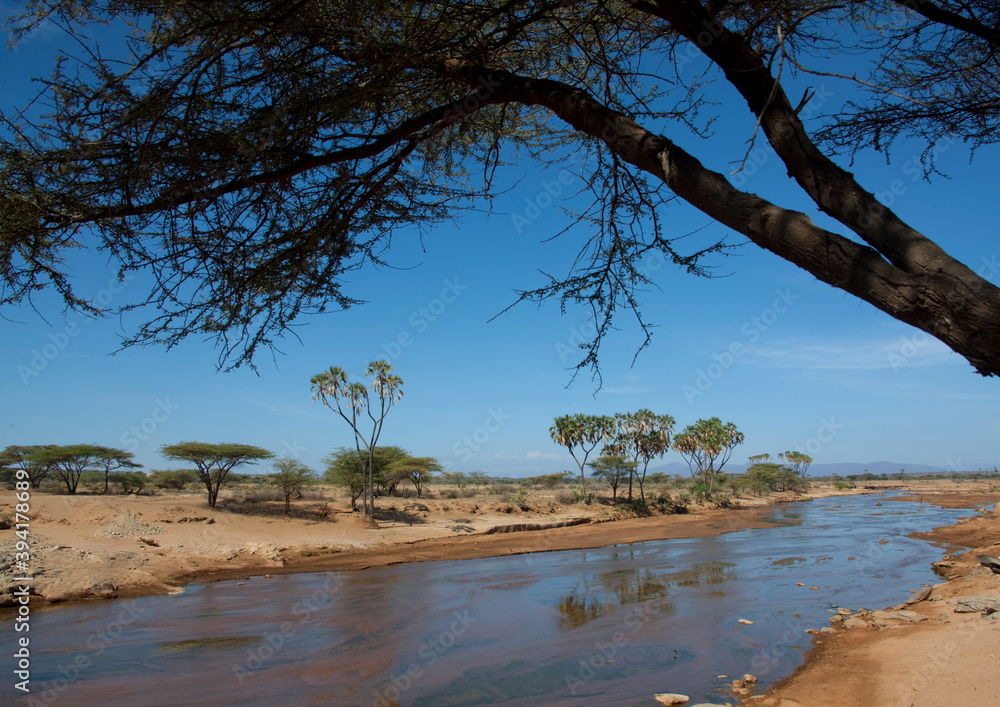 Wasoniro river with acacia trees, Laikipia County, Mount Kenya, Kenya ...