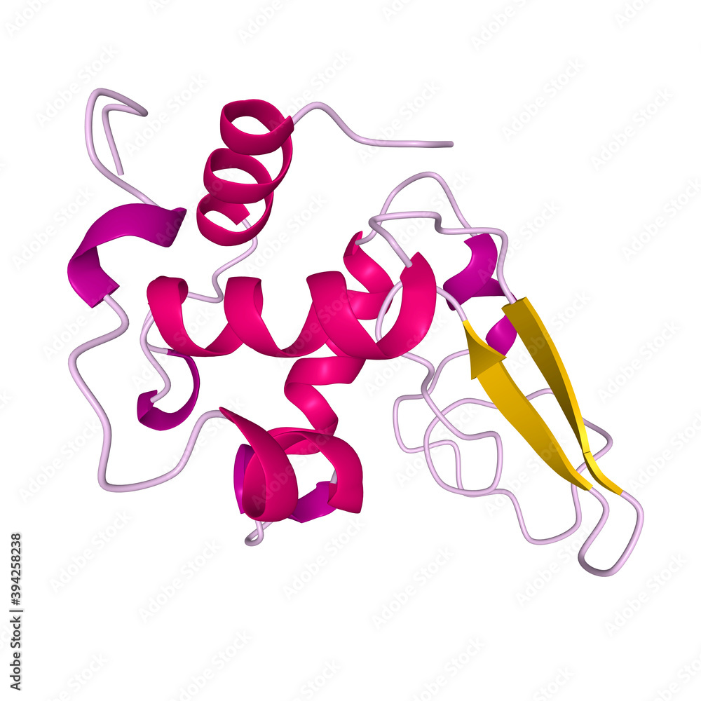 Native human lysozyme, 3D cartoon model of the tertiary structure with ...
