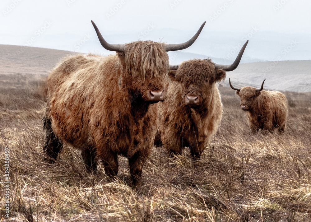 Highland Cattle Herd on the Yorkshire Dales Stock Photo | Adobe Stock