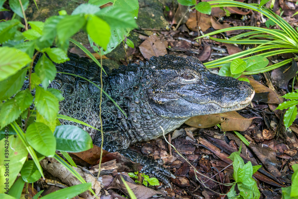 The closeup image of Chinese alligator (Alligator sinensis). A ...